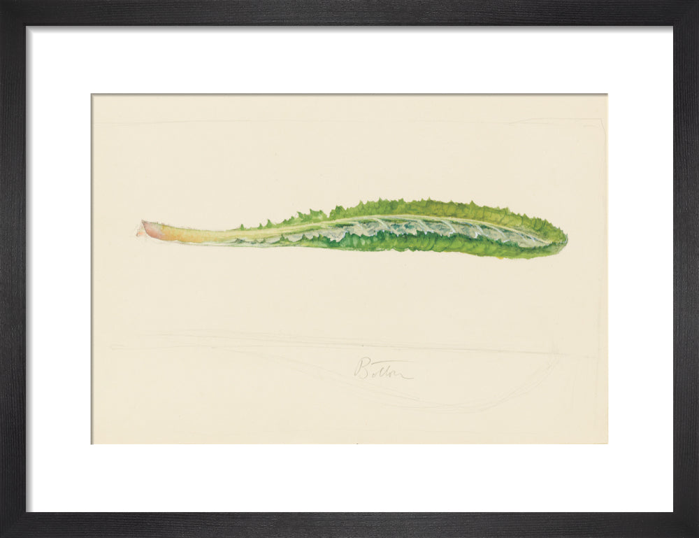 Enlarged Drawing of a Primrose Leaf – Ashmolean Prints