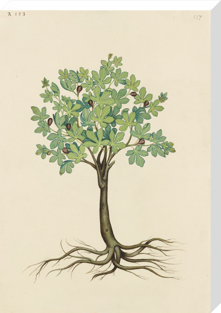 fig tree drawing